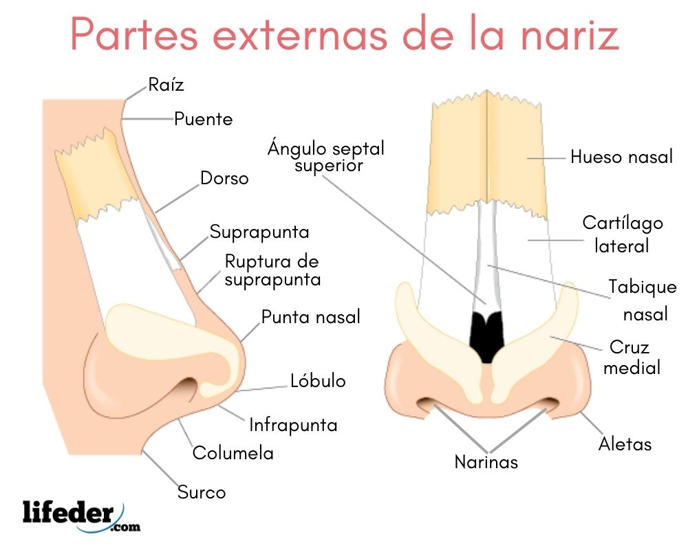 La Nariz Es Un órgano Que Forma Parte Tanto Del Sistema Respiratorio