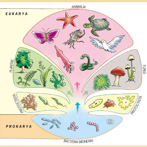 Formas de vida. Un ser vivo u organismo es un conjunto material de
