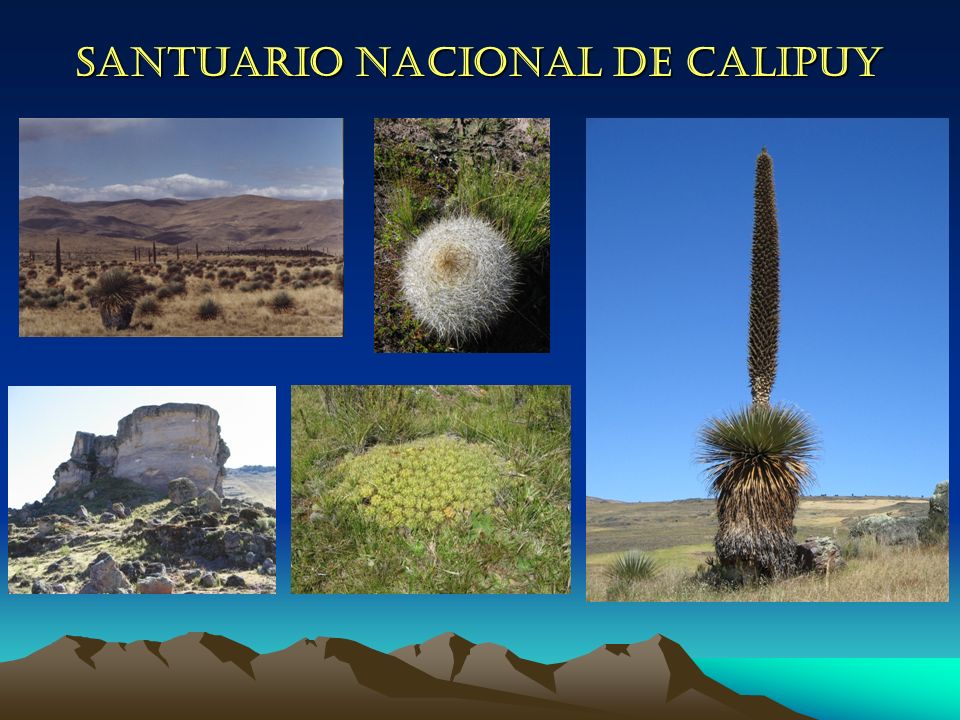 Reserva Nacional de Calipuy. Conservar las poblaciones de guanaco así